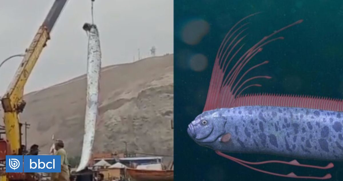 El pez remo dejó la grande en Arica: ¿Hay que preocuparse o es sólo un ...