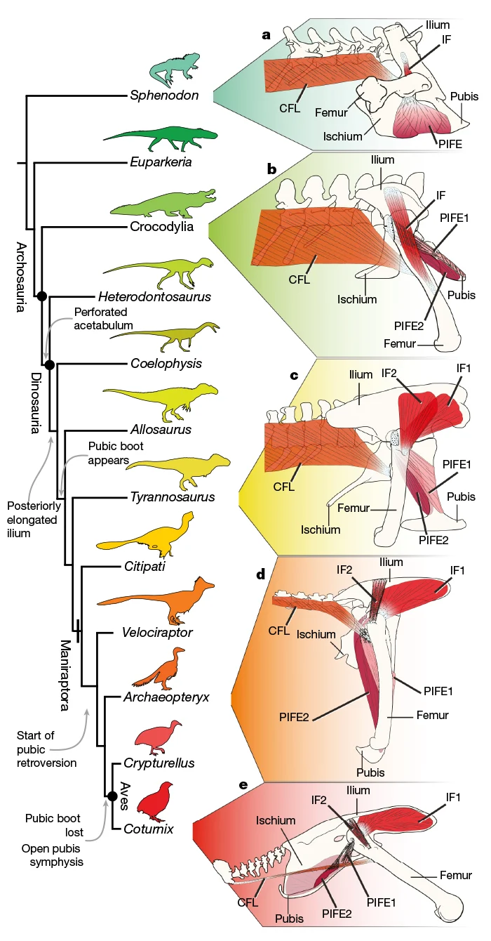 ¿Evolucionaron los dinosaurios? Descubren nueva característica similar entre aves y terópodos ...