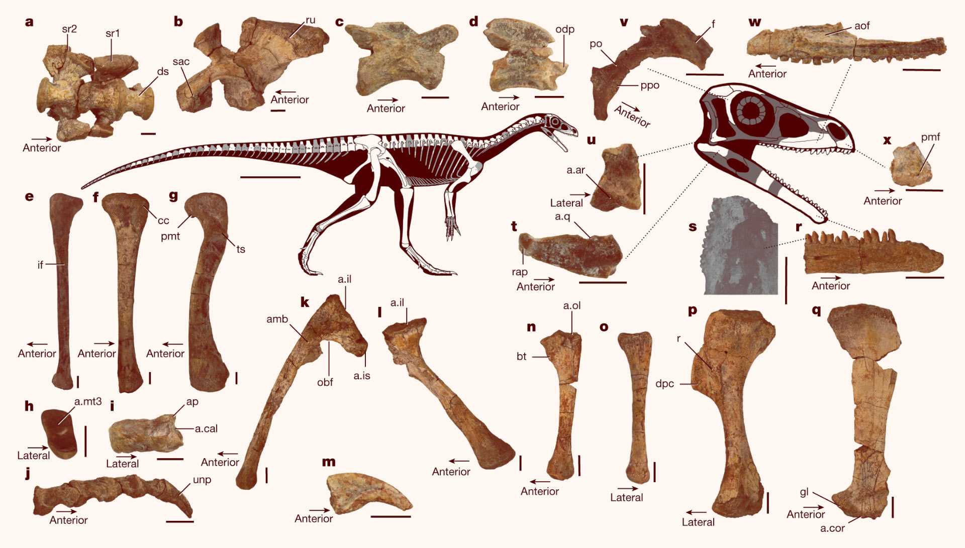 Encuentran el fósil de dinosaurio más antiguo de África: tiene 230 ... Encuentran el fósil de dinosaurio más antiguo de África: tiene 230 ...