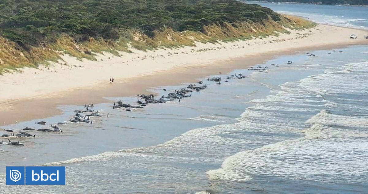 Cerca de 200 ballenas piloto mueren tras varar en recóndita playa de ...