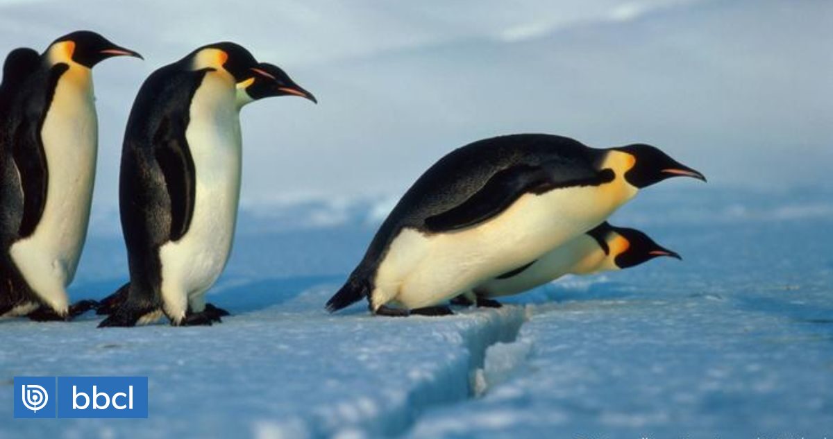 Incluyen Al Pingüino Emperador En La Lista De Especies Amenazadas Por