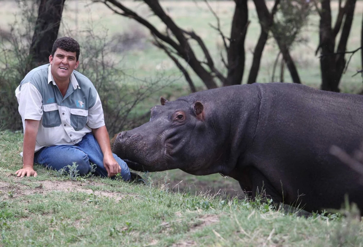 Érase una vez un hombre que adoptó un hipopótamo: lo pagó caro ...