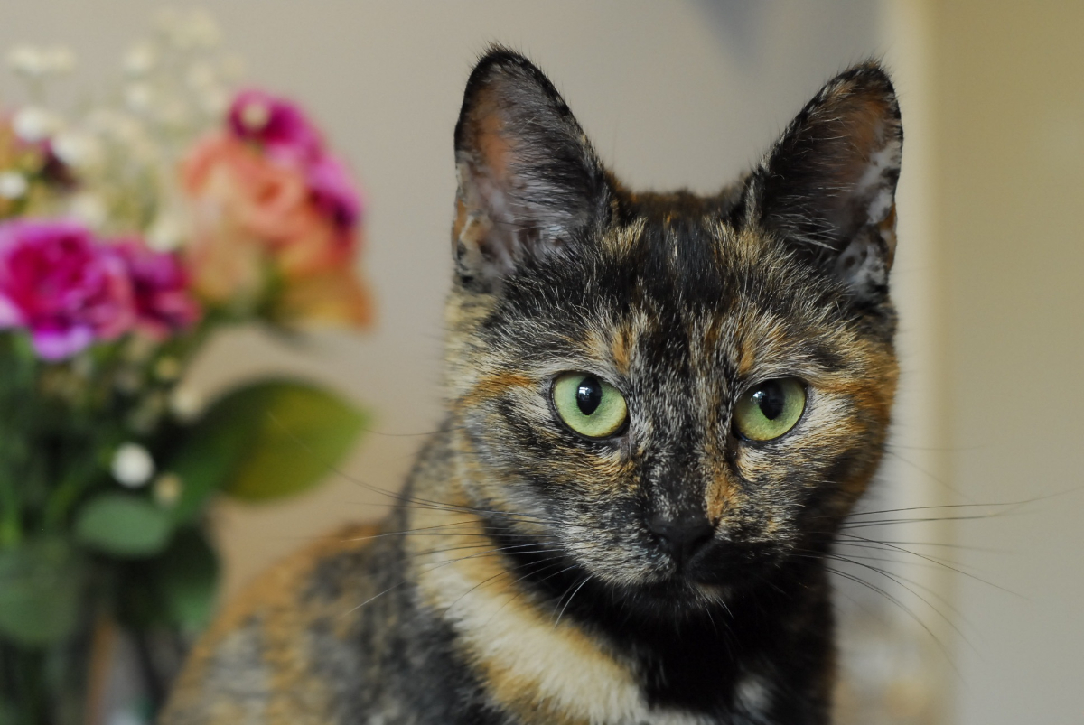 ¿La personalidad de los gatos está influenciada por el color de su ...