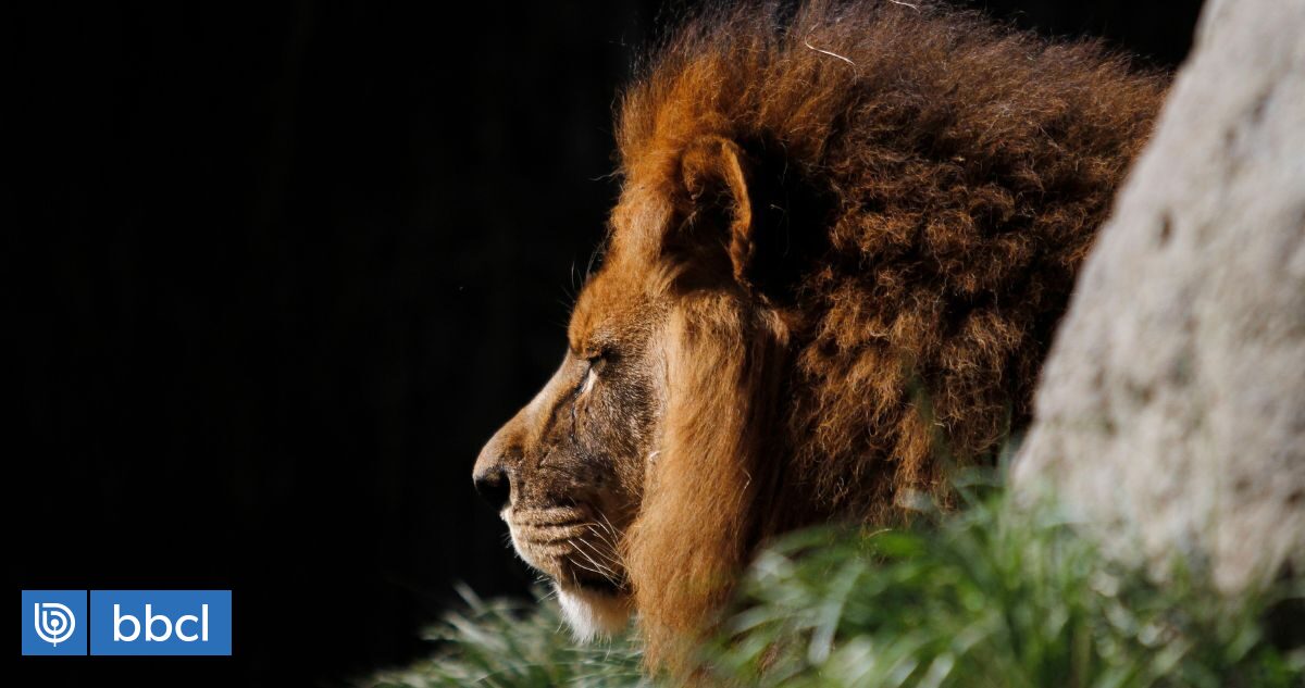 Dueño del zoológico de Los Ángeles por león fallecido: "Sedar un animal ...