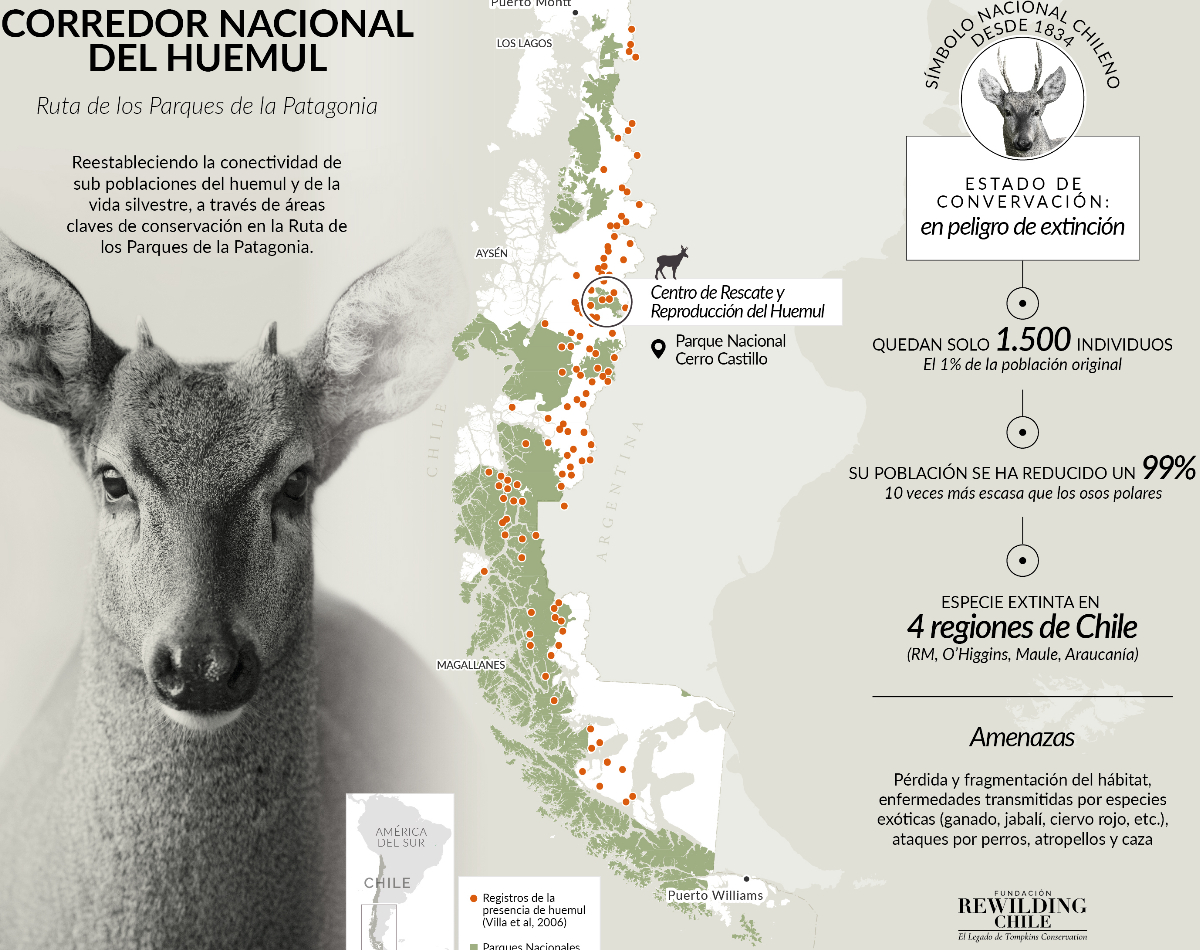 Gobierno y los Tompkins anuncian "corredor nacional del huemul" con ...