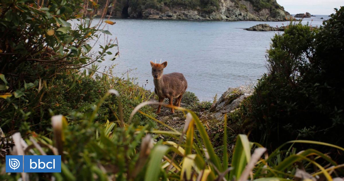 Rescatan a pudu que ingresó a parcela en Ensenada: Animal se mantiene ...