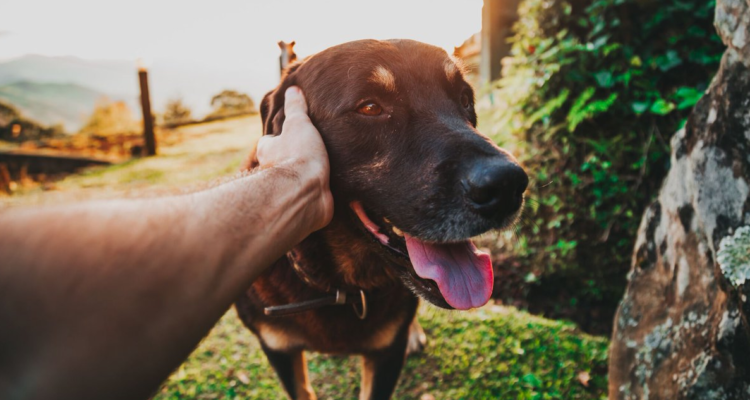 ¿Cría selectiva? Descubren por qué los perros más grandes viven menos ...