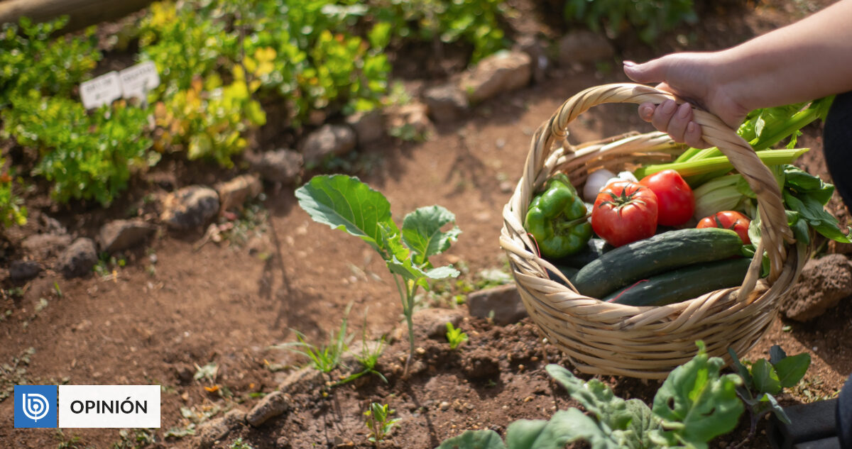 Huertos urbanos y su aporte al ecosistema: una manera de retribuir al planeta y hacer comunidad ...