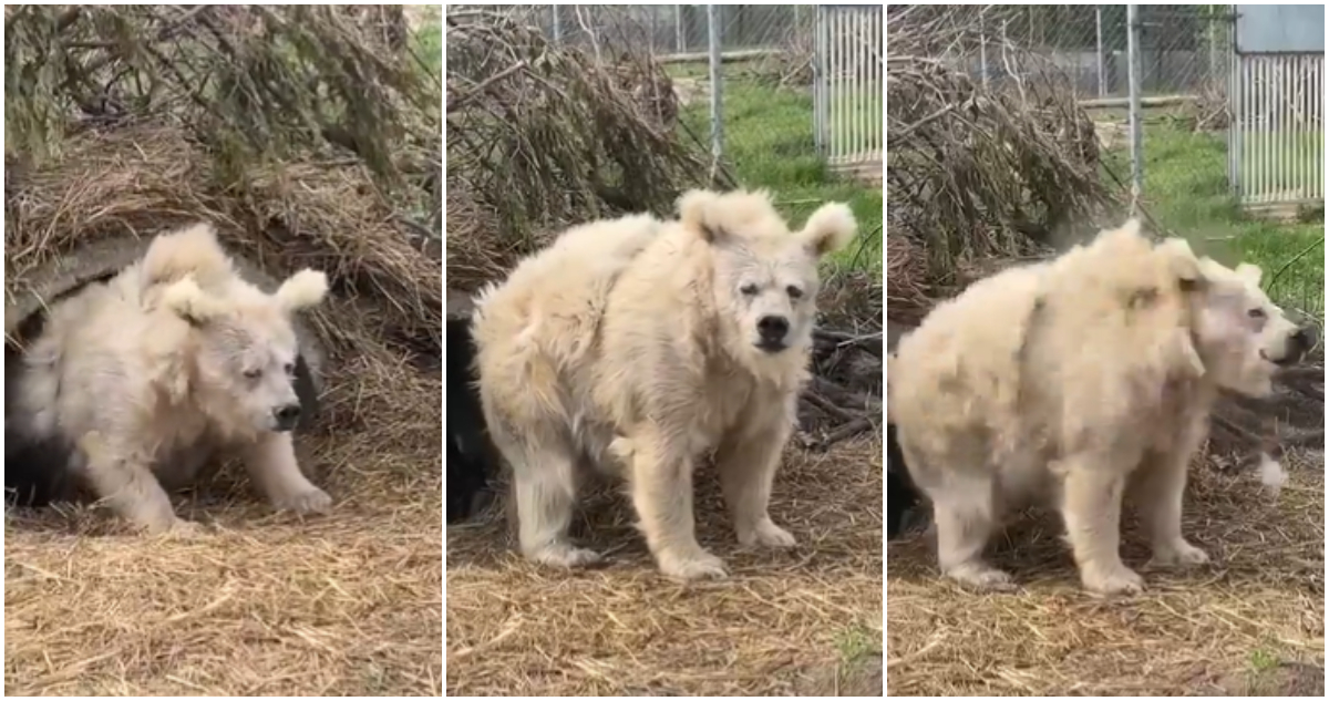 Captan a un oso saliendo de su periodo de hibernación y su aspecto se ...