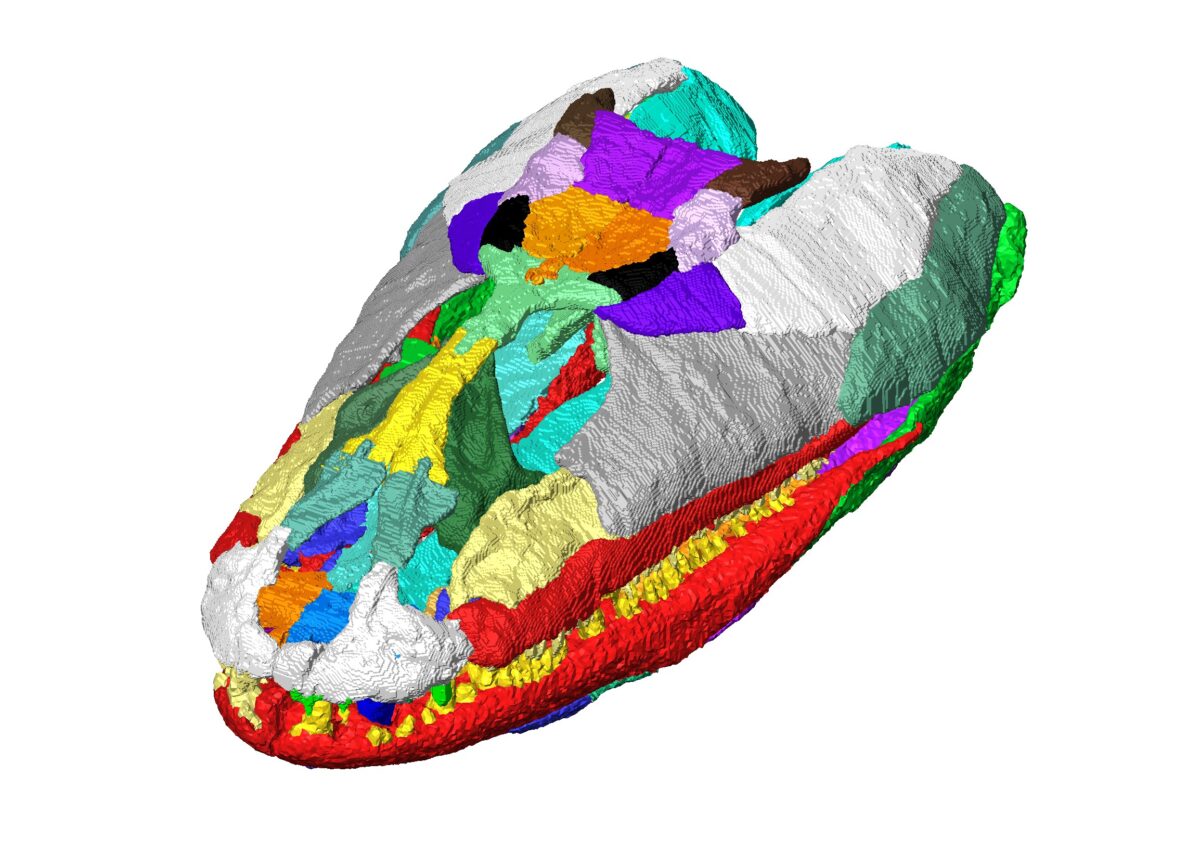 "Renacuajo del infierno": revelan rostro de criatura previa a los ...