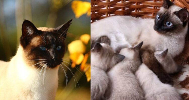Gato siamés: Cuál es el origen del michi favorito de la realeza del reino de Siam | Sociedad ...