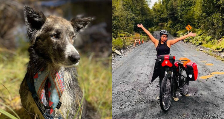 Robó su corazón: turista estadounidense adoptó a perrita chilena en su ...