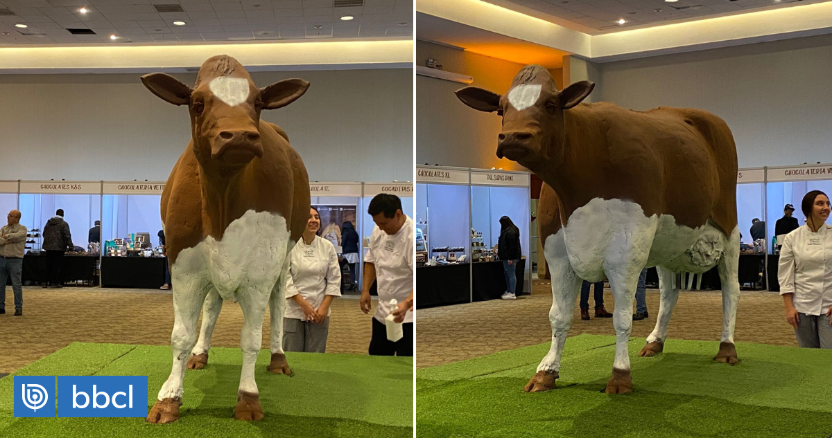 Inicia festival de "la vaca de chocolate más grande del mundo" en ...