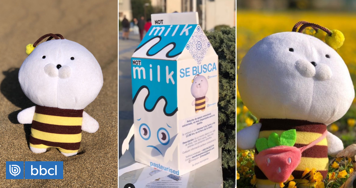 Angustia por extravío de peluche de apoyo emocional ’Muka’ en UdeC: "Es ...