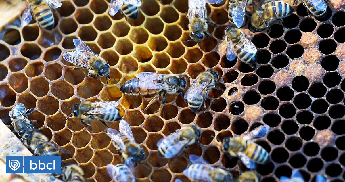 Pdte. Red Apícola de Chile y daños en colmenas: "Se ha incrementado ...