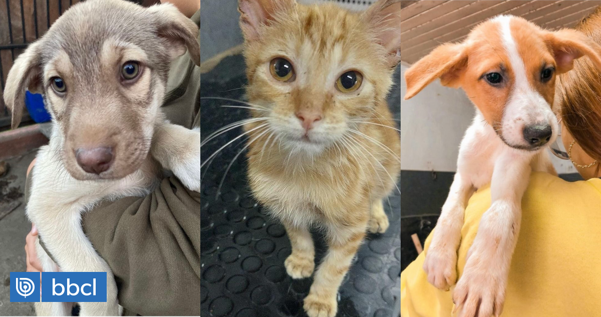 Mall del Centro Concepción acogerá jornada de adopción de perros y gatos | Nacional | BioBioChile