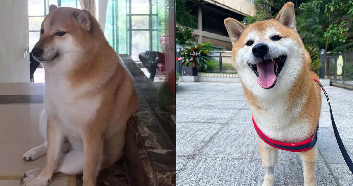 A la Nube : Cheems ha muerto -nom puedemm ser.... | ElAntro