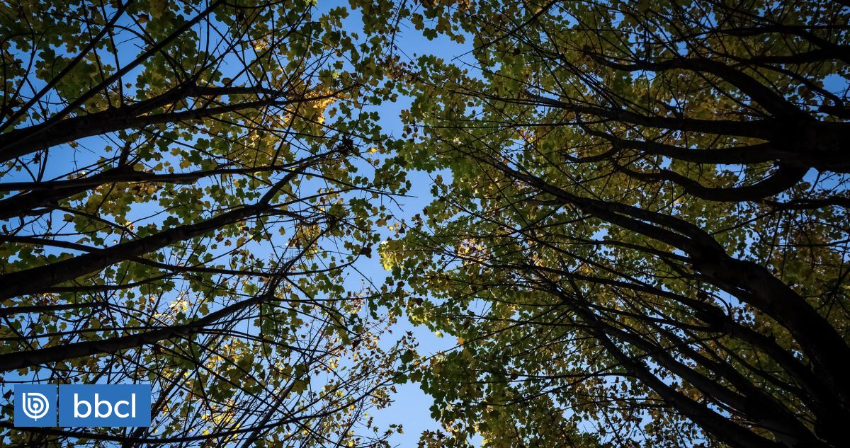 Experto en bosque nativo de la U. de Chile y día del árbol: "El entorno ...