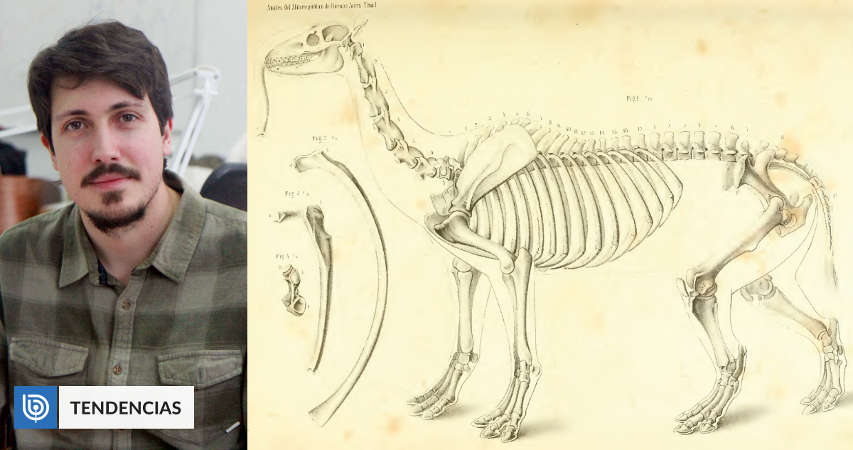 Chileno corrigió error de más de 150 años sobre mamífero patagónico ...