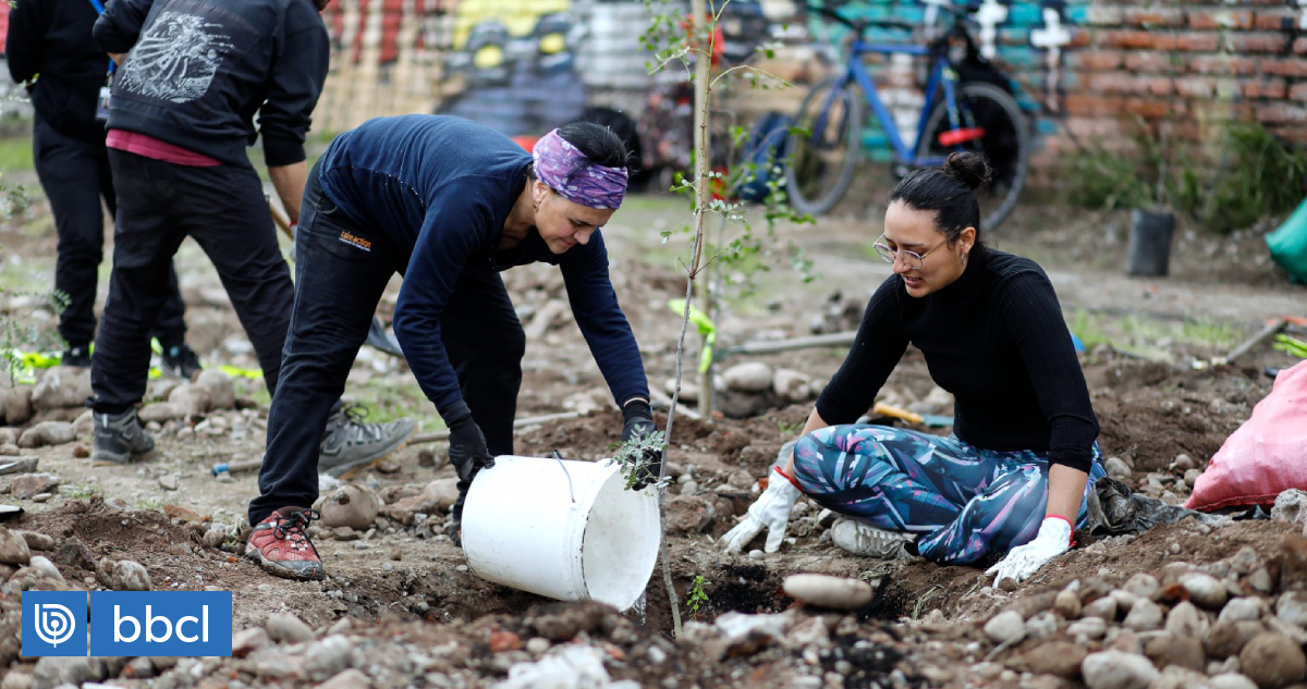 Plantan más de 300 árboles en el lugar donde se encontró el cadáver de Víctor Jara en Lo Espejo ...
