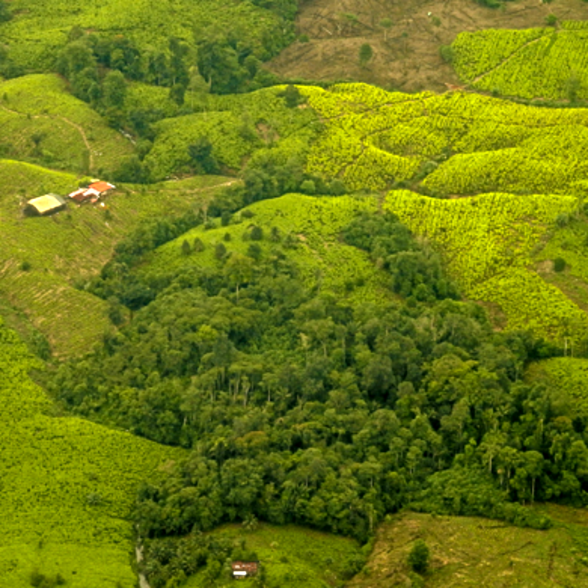 Tibú, el pueblo en Sudamérica con más coca del planeta: alcalde huyó ...