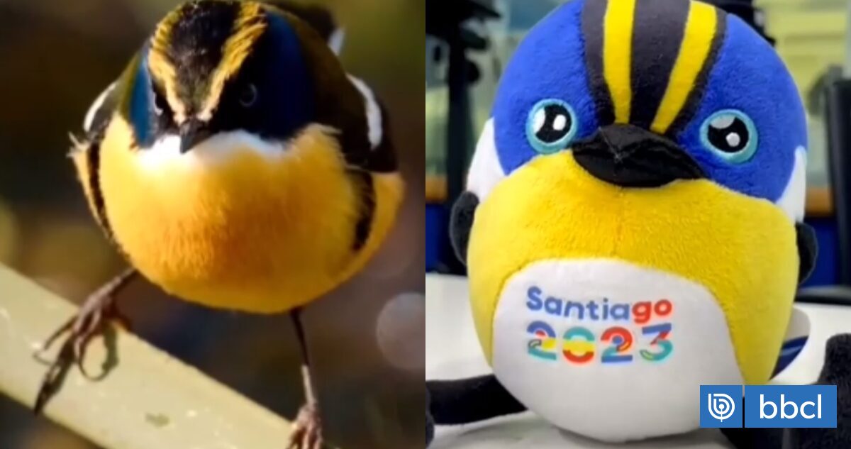 Fiu: el pájaro ícono que cumple importante rol en el ecosistema