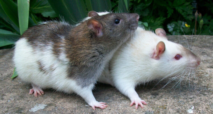 Las ratas entregaron la primera evidencia científica de que los ...