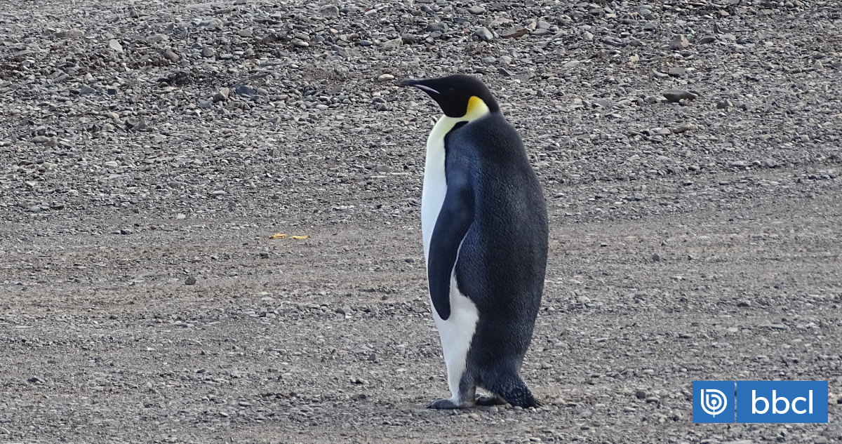El Pingüino Emperador Tiene Problemas Para Reproducirse A Causa Del