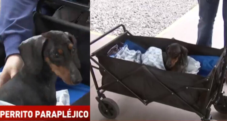 "Con amor todo se puede": Perrito parapléjico llegó en un carrito a ...