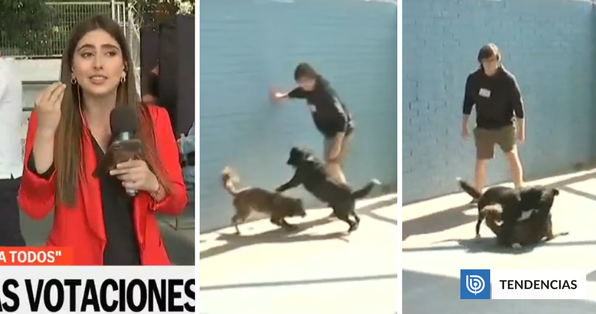 Pelea de perros interrumpe despacho de periodista de TVN en el marco ...