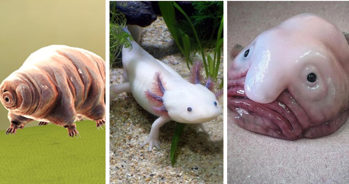 Animales Reales Raros Raros