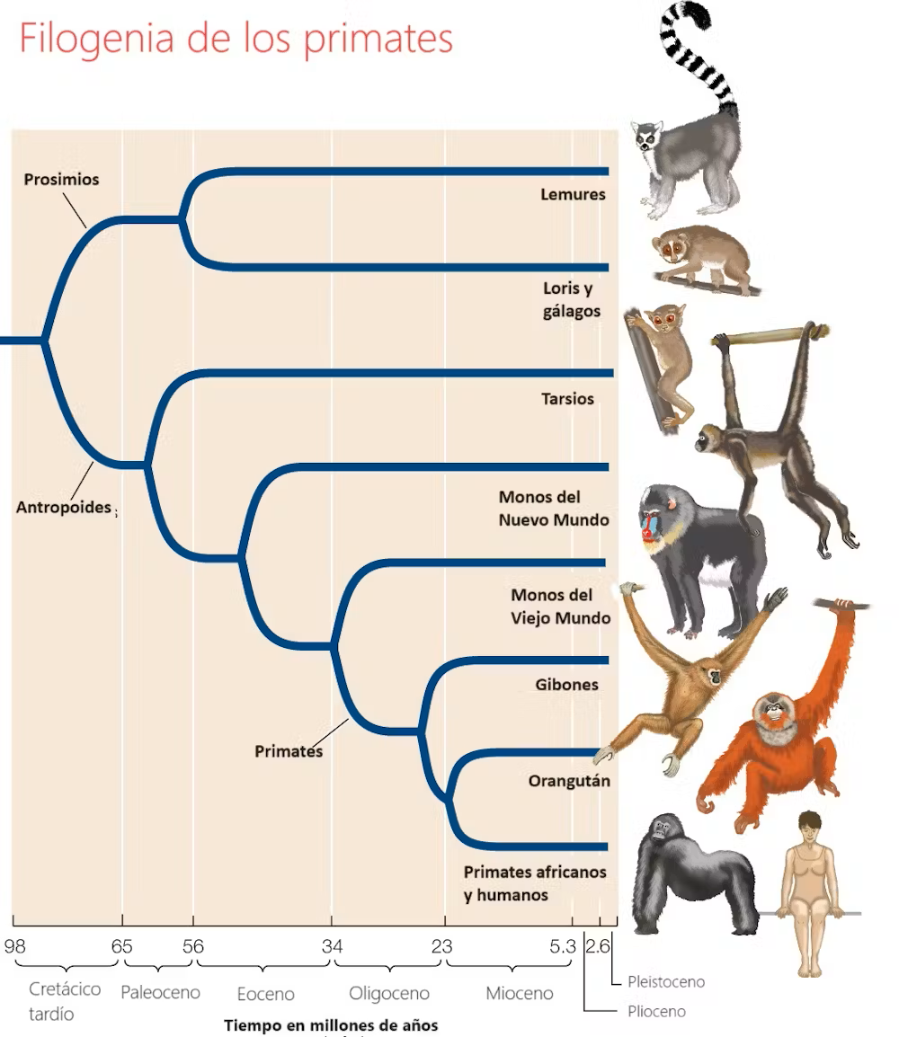¿Por qué los humanos no tenemos cola, como los monos?