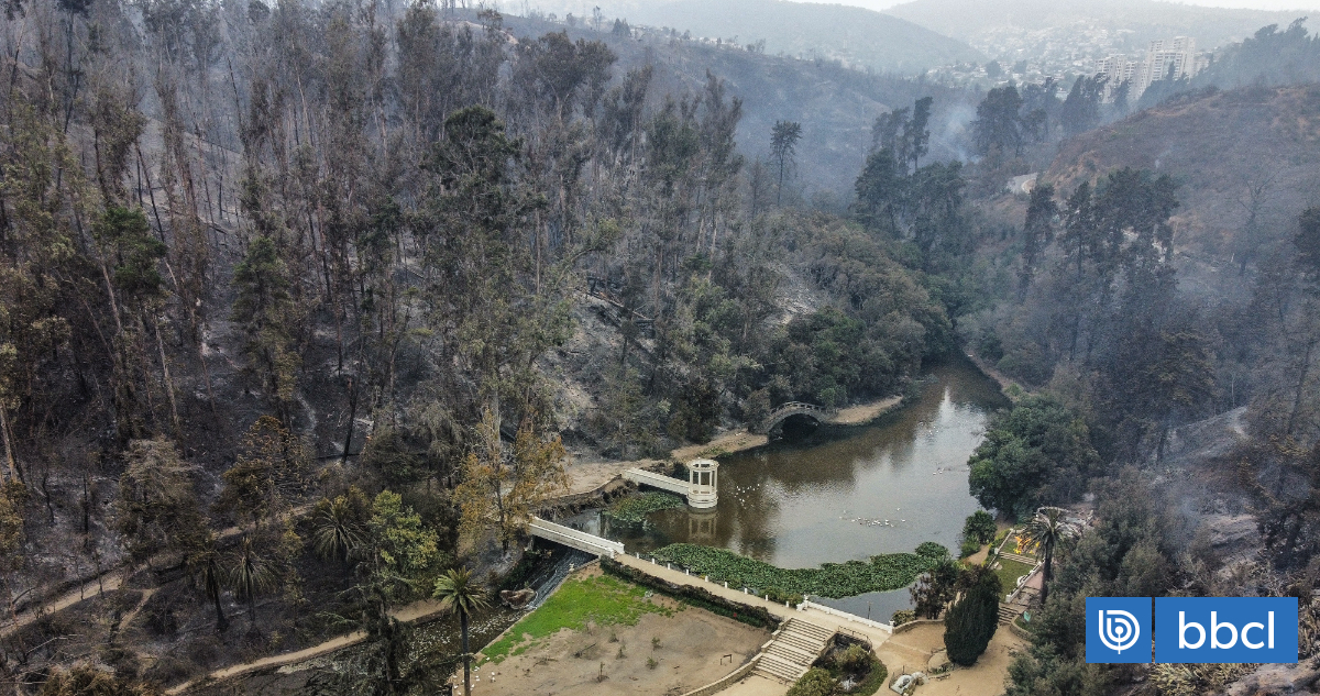Se Salvaron 2 De 400 Hectáreas ¿cuánto Tiempo Tomará Recuerpar El