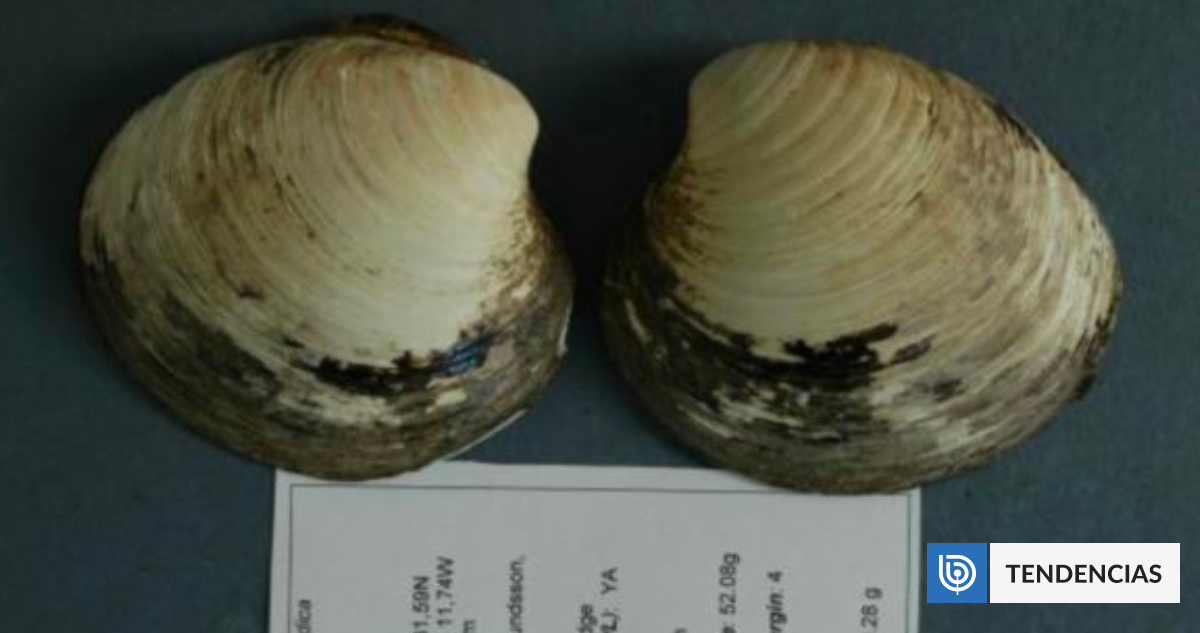 La historia de "Ming", una simple almeja que se quedó con el título del ...