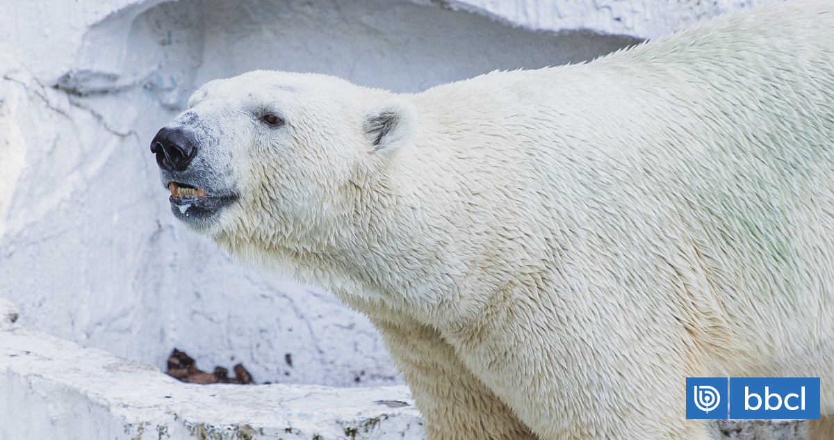 Los osos polares no podrán soportar los veranos más largos: el calor puede matarlos de hambre ...