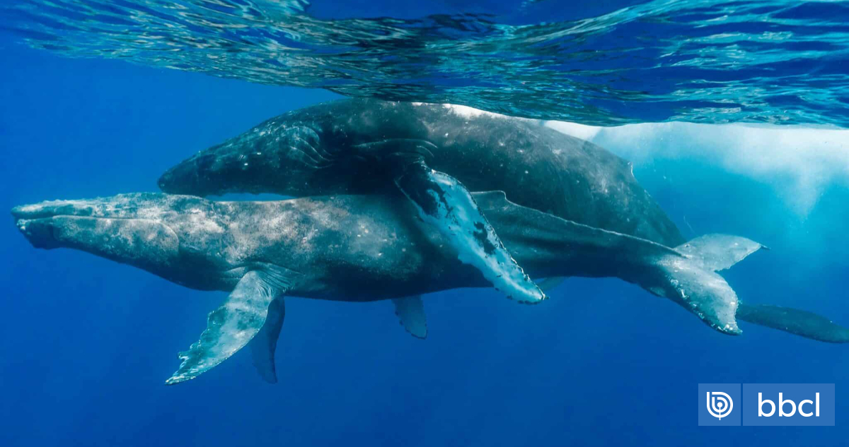 Captan por primera vez a dos ballenas jorobadas copulando: demostraron ...