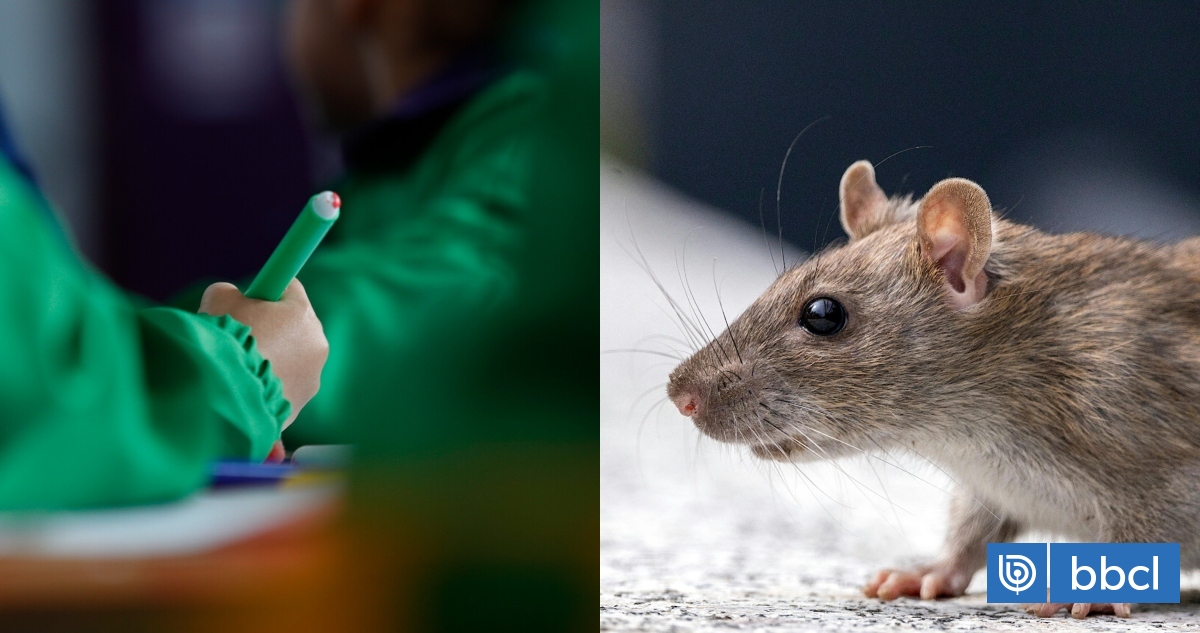 Acusan que niña fue mordida por un ratón en jardín infantil de La ...