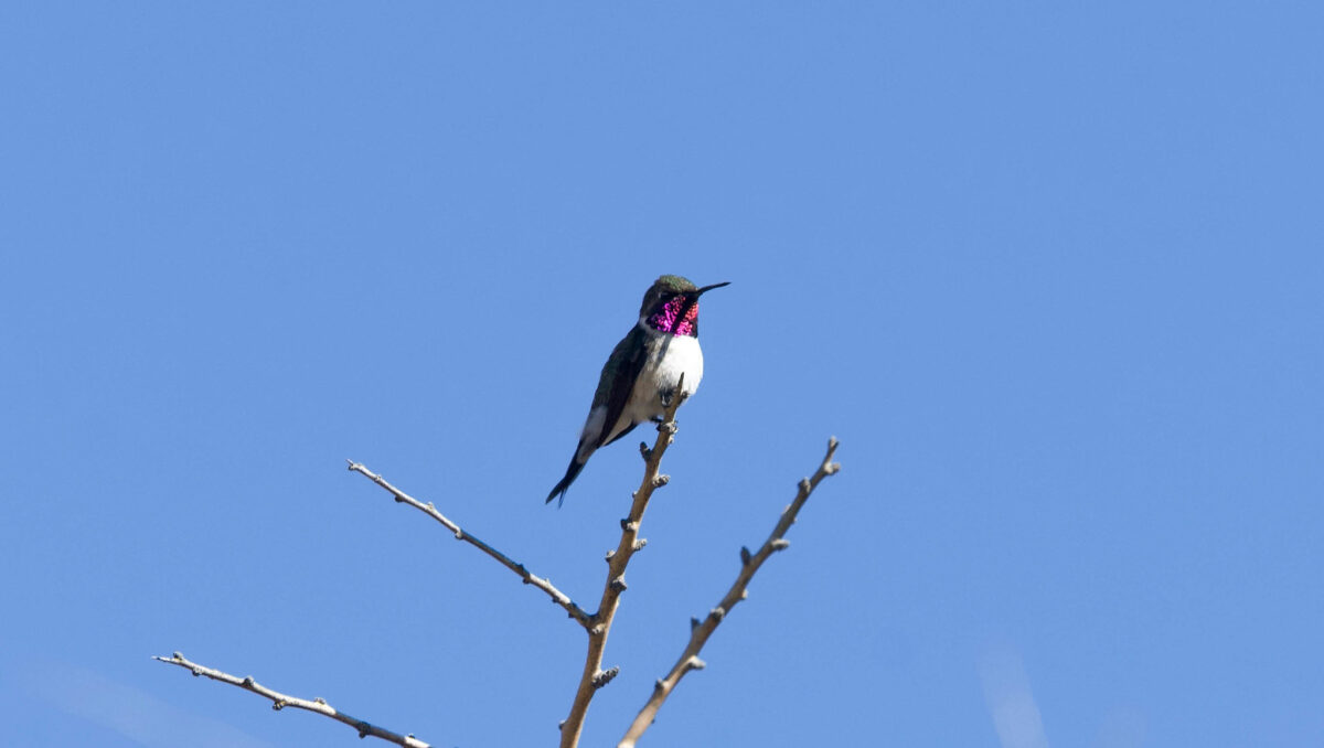 Cuáles son y dónde viven las 5 especies chilenas de animales más ...