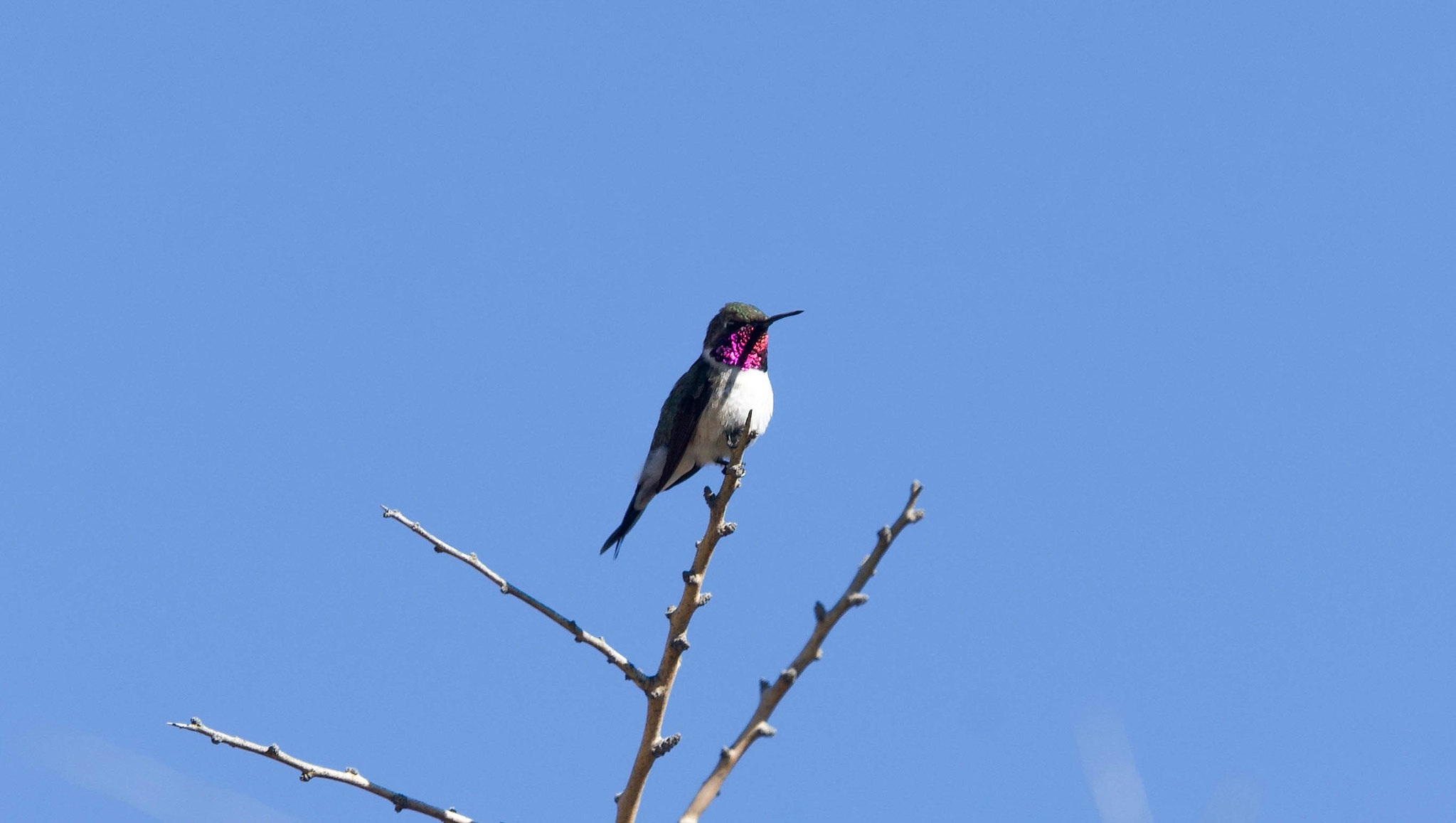 Cuáles son y dónde viven las 5 especies chilenas de animales más ...
