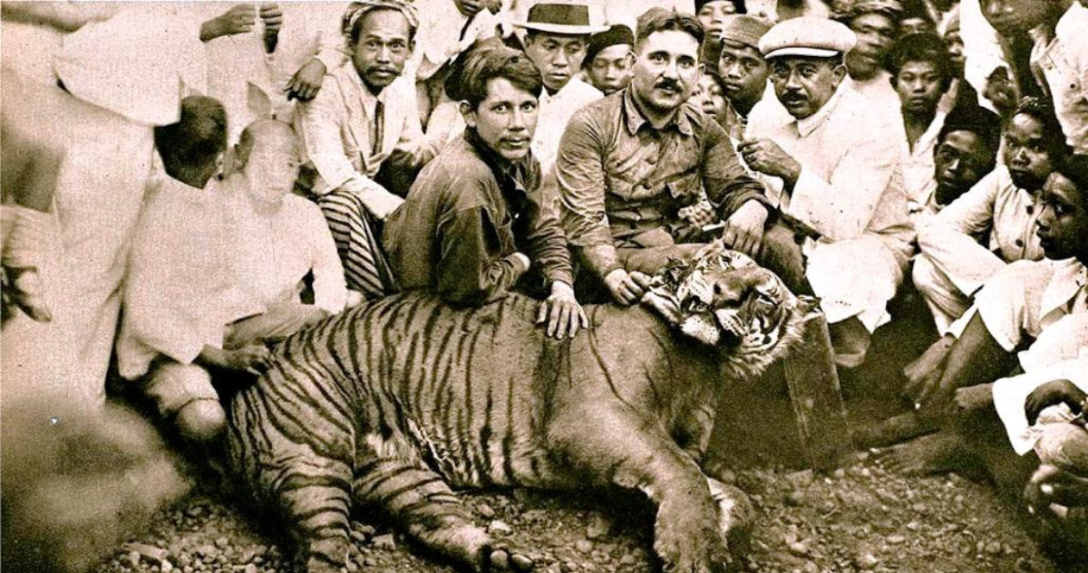 Importancia De La Naturaleza El Tigre De Java Animales En Peligro De