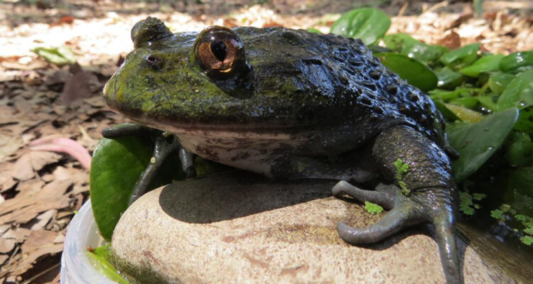 Un "fósil viviente": Científicos hacen urgente llamado para salvar a la ...