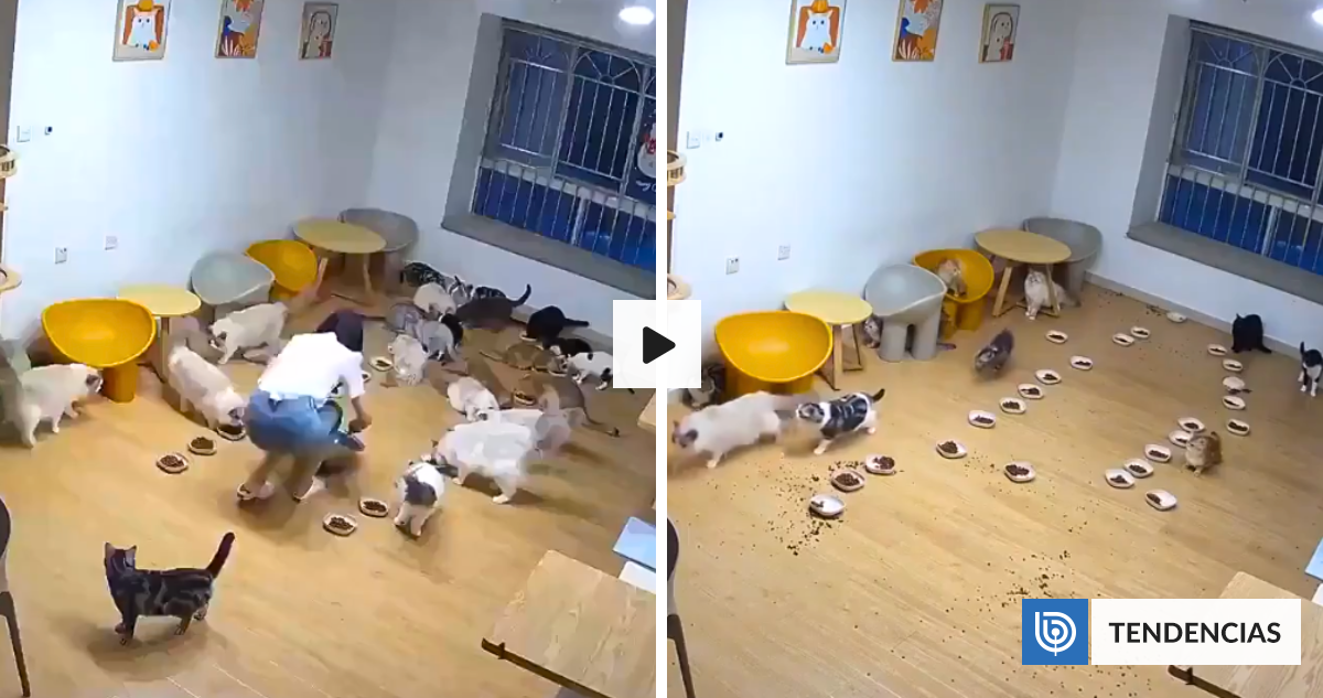 Video| Así reaccionan más de 20 gatos a un trueno tras tormenta ...