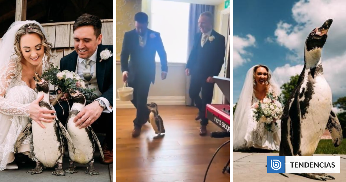 Novio emocionó a su prometida al llevar su animal favorito a la boda ...
