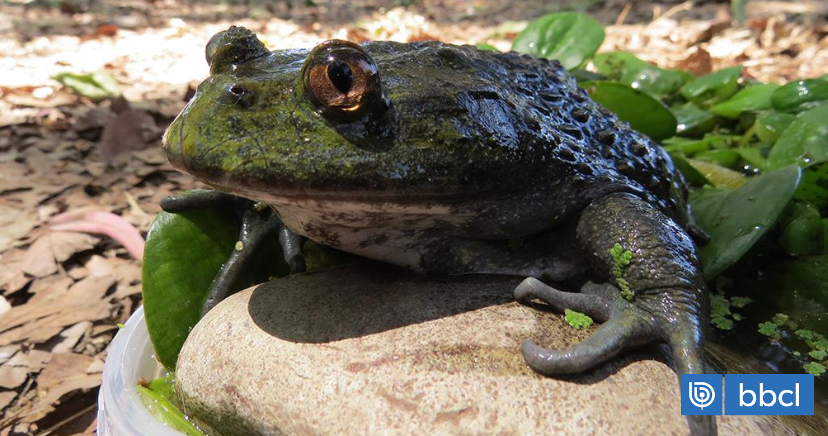 Un "fósil viviente": Científicos hacen urgente llamado para salvar a la ...