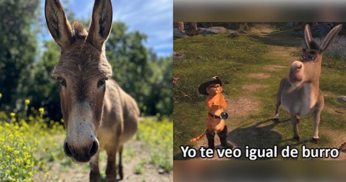 Personajes De Shrek Burro LOS PERSONAJES DE SHREK ANTES Y DESPUÉS!