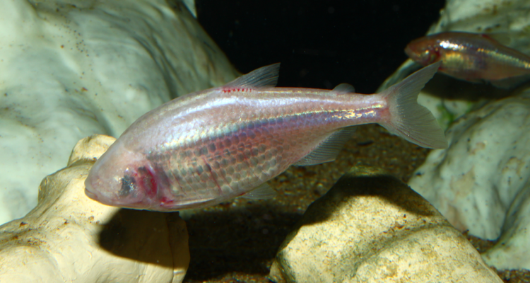 Cómo es que peces ciegos desarrollan un agudo sentido del gusto