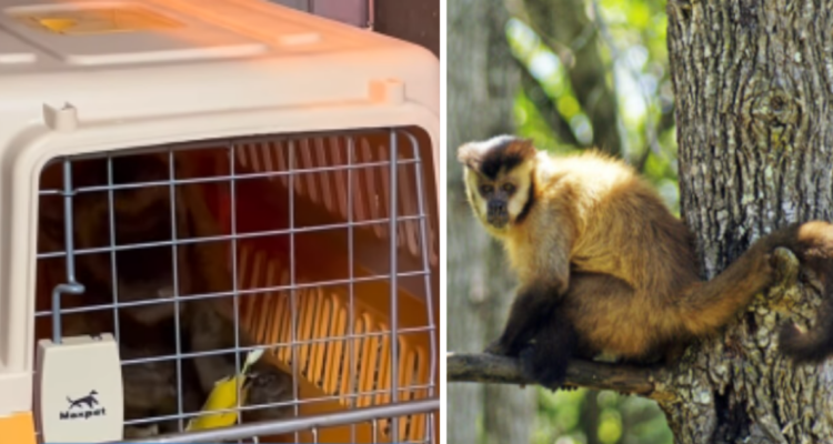 Capturan a Mono Cai que escapó desde EcoParque de Quilpué | Nacional ...