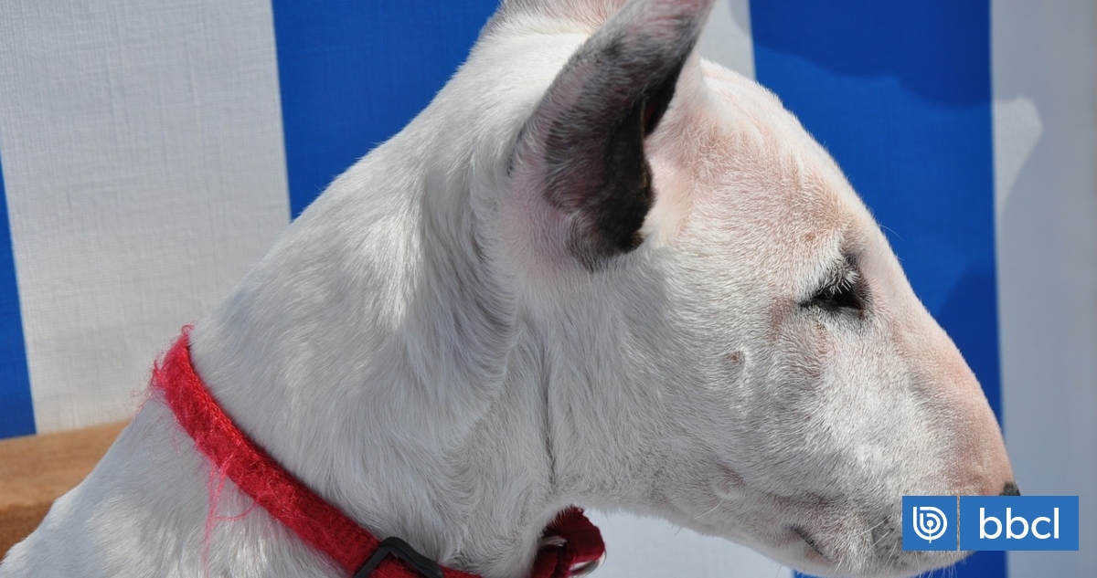 "Es responsabilidad del tutor": Colmevet por caso de bull terrier que ...