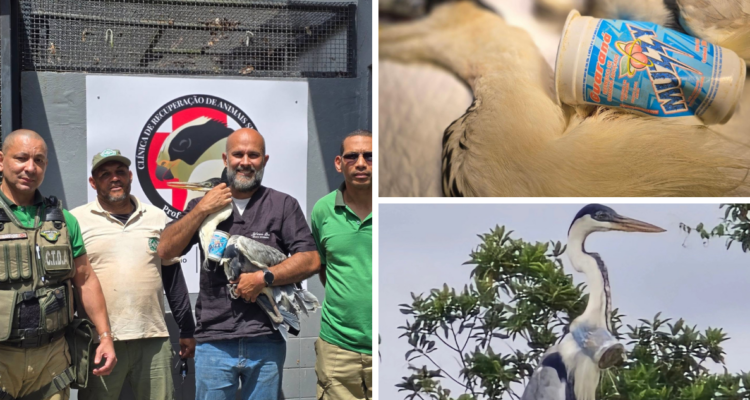 Ecologistas de Brasil salvan a una garza con un vaso plástico ...