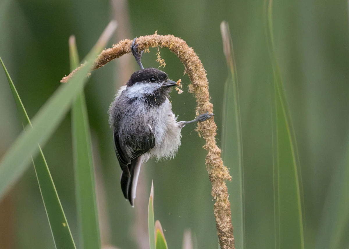 Aves y su conservación: Premios de Fotografía de Audubon 2025 se ...